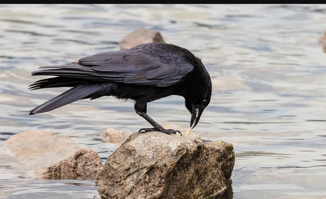 Fact Check : Do Crows Really Bring Gifts To Humans?