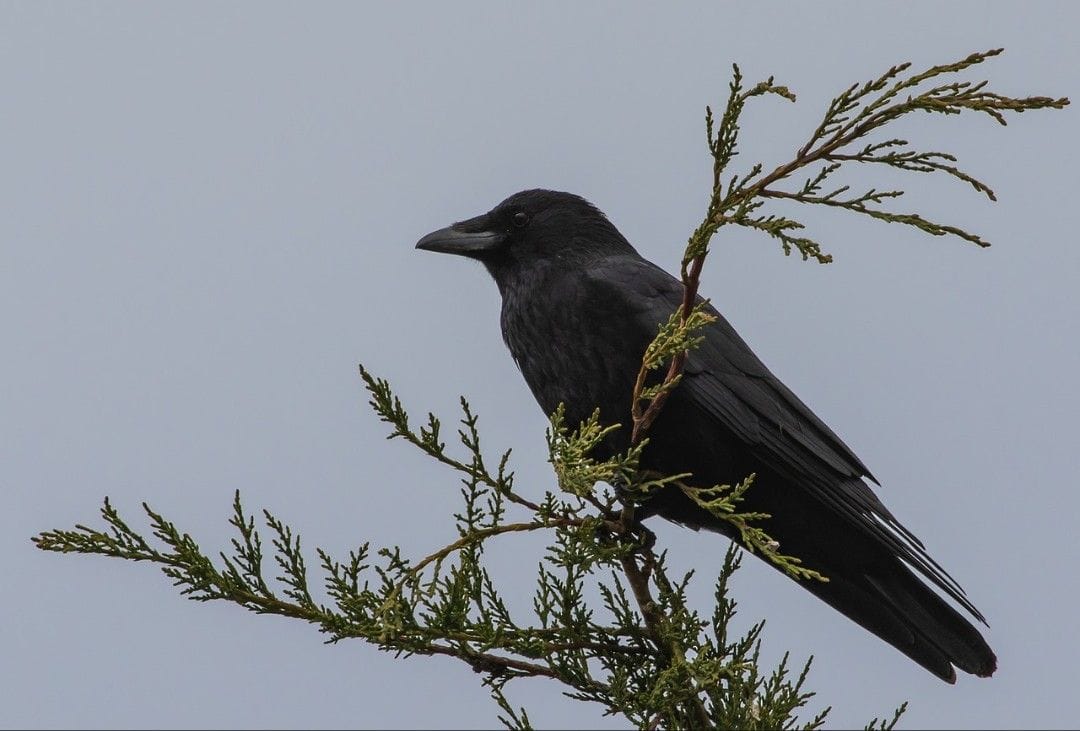 Fact Check : Do Crows Really Bring Gifts To Humans?