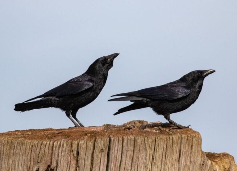 Fact Check : Do Crows Really Bring Gifts To Humans?